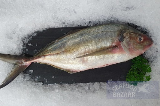 Trevally Whole 500gram|Seafood Bazaar